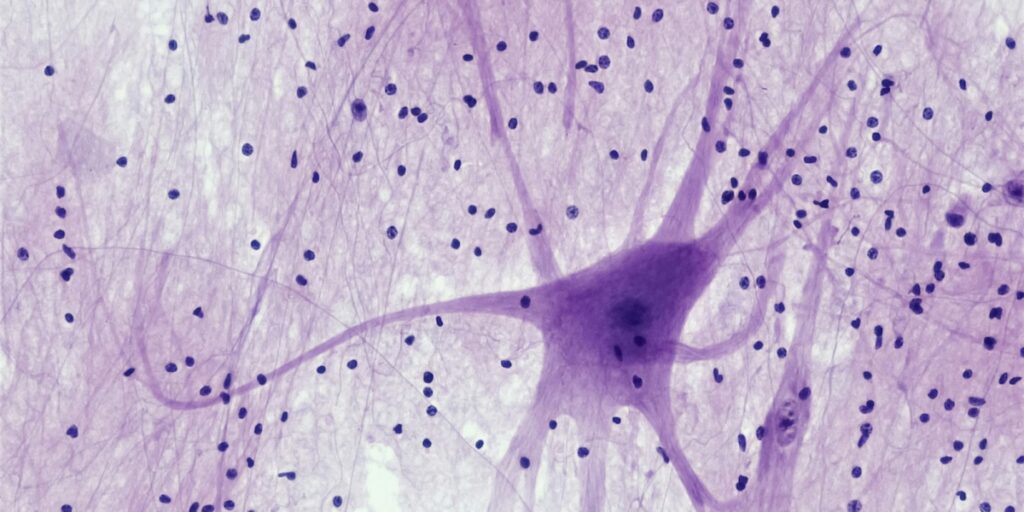 Examples of Neurons: The Complete List - 33Science