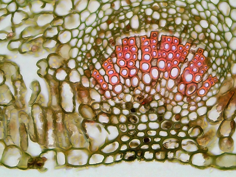 List of Protists - 33Science