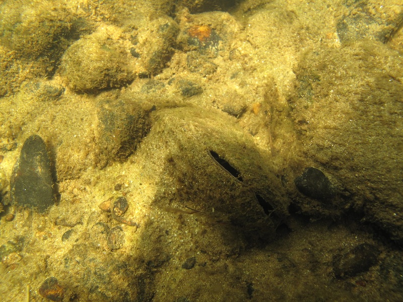List of Mollusks - 33Science