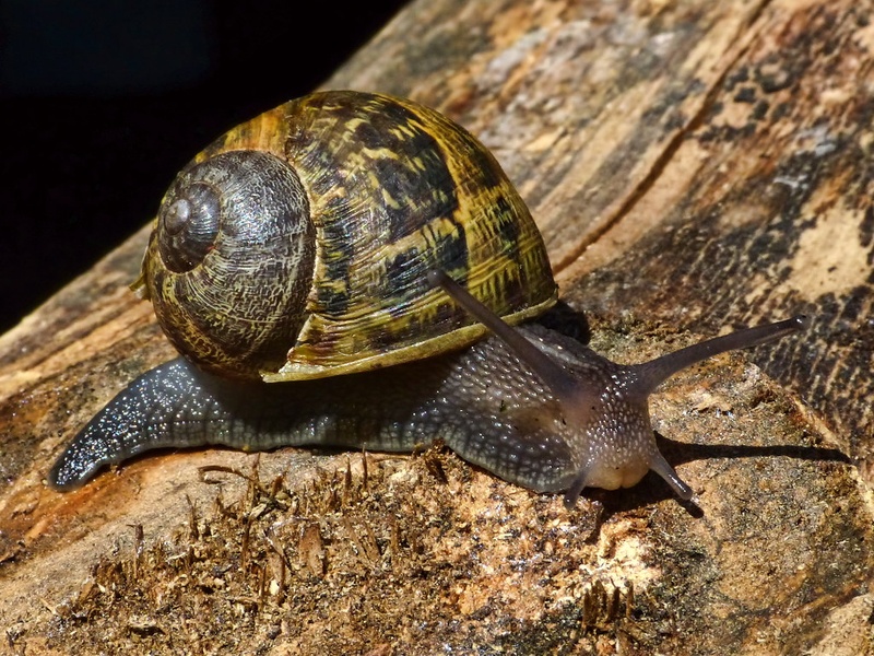 List of Mollusks - 33Science