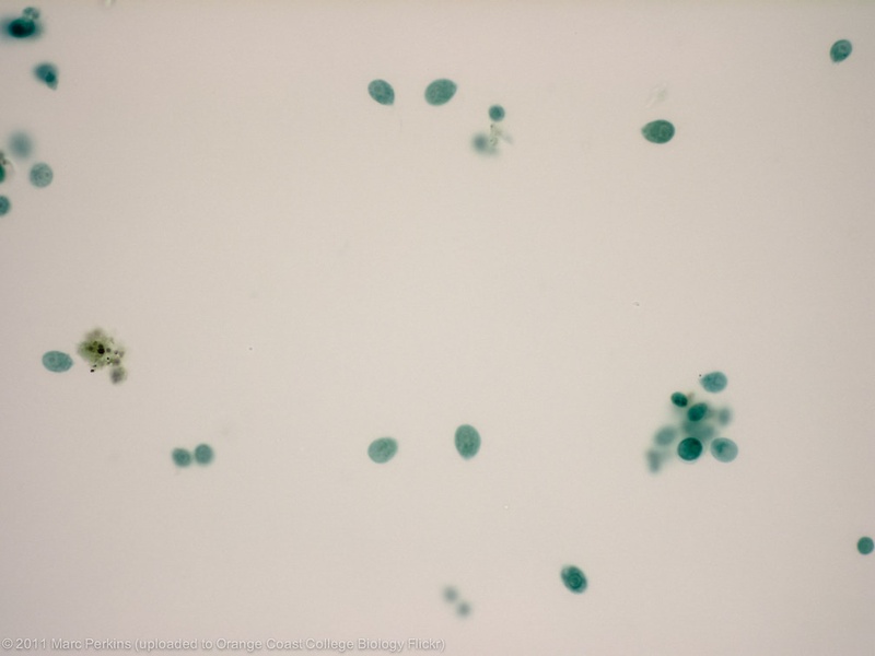 List of Protists - 33Science