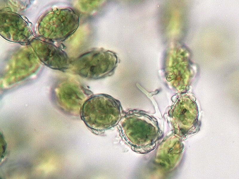List of Protists - 33Science