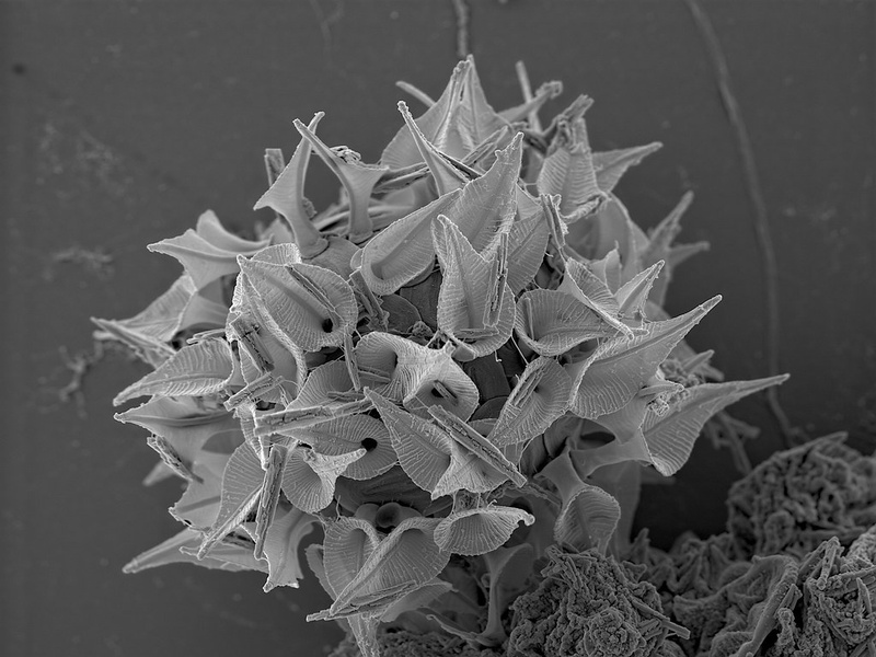 List of Protists - 33Science
