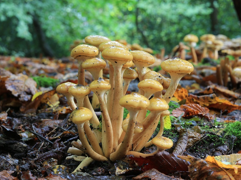Examples of Mushrooms: The Complete List - 33Science