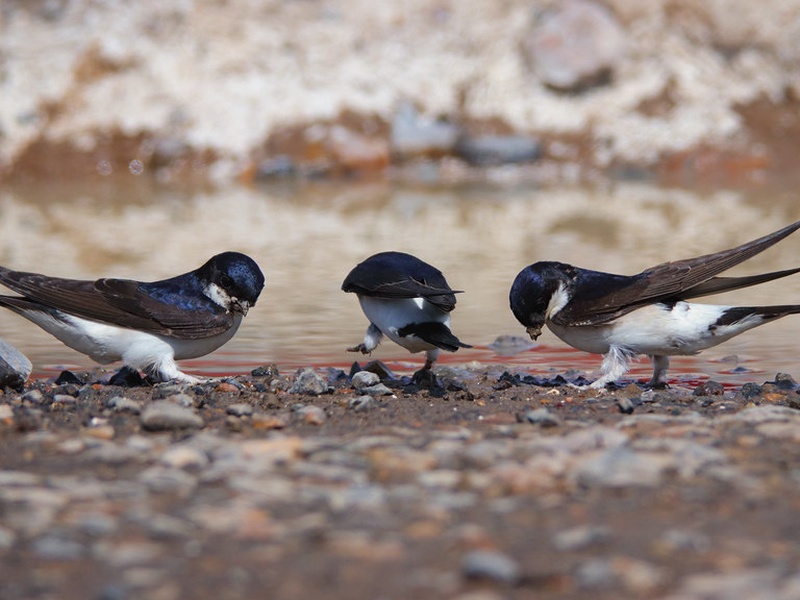 The Complete List of Birds of France - 33Science
