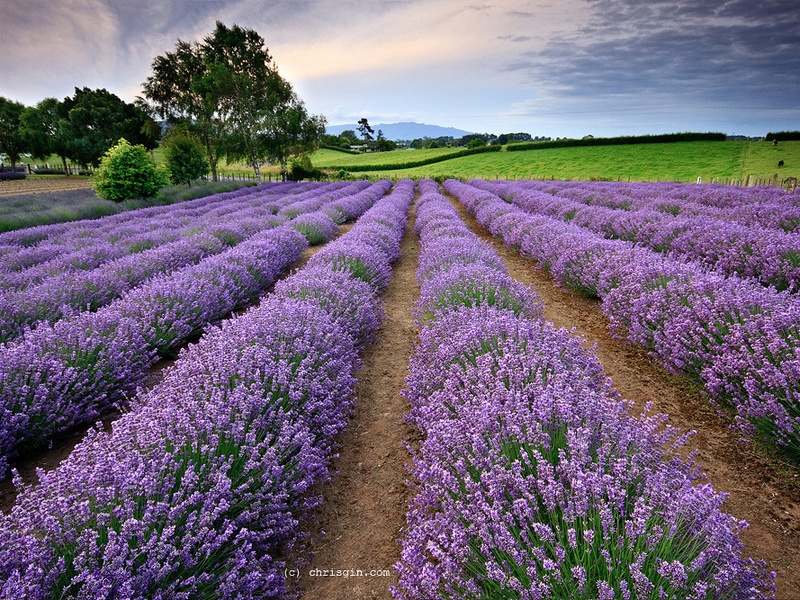List of Angiosperms - 33Science