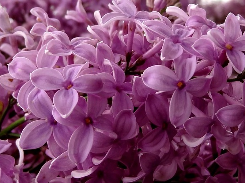 List of Angiosperms - 33Science