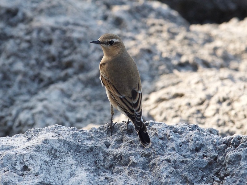 The Complete List of Birds of France - 33Science