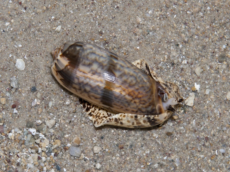 List of Mollusks - 33Science