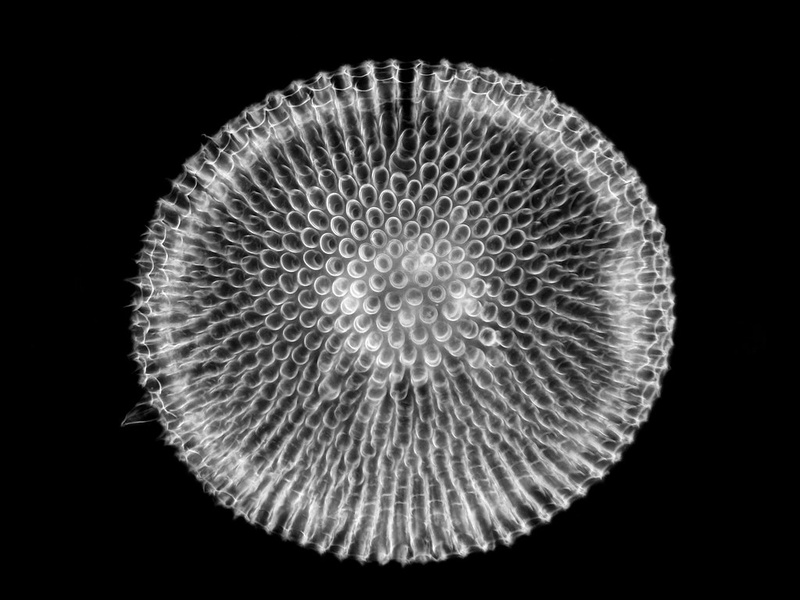List of Protists - 33Science
