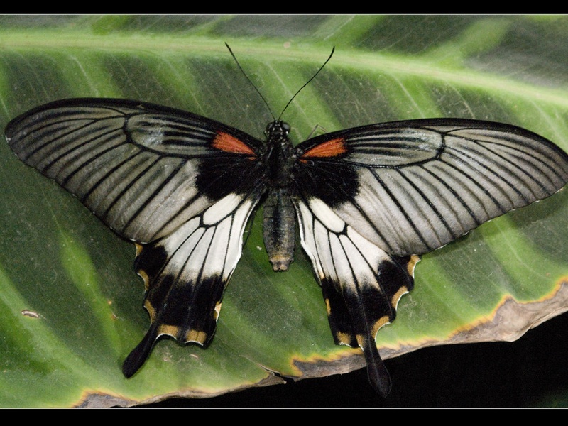 Pollinators: The Complete List - 33Science
