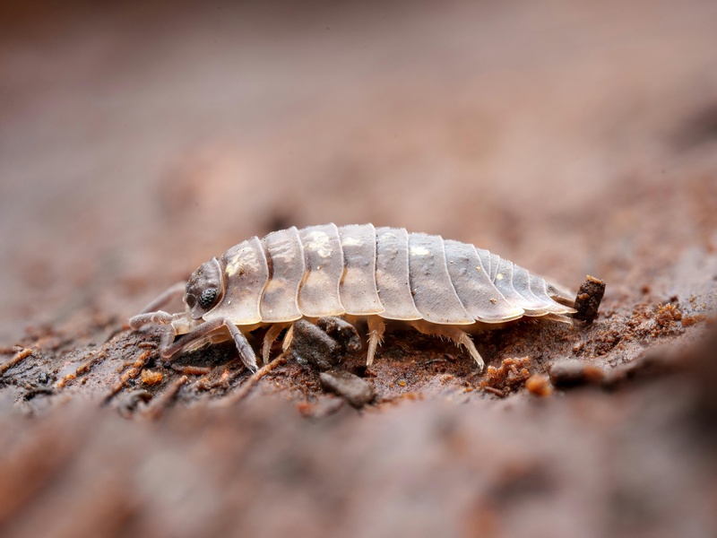 The Complete List of Detritivores - 33Science