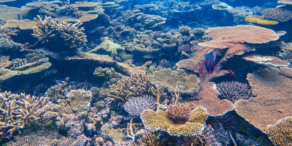 Aquatic Biomes Explained: Freshwater, Marine, and More - 33Science