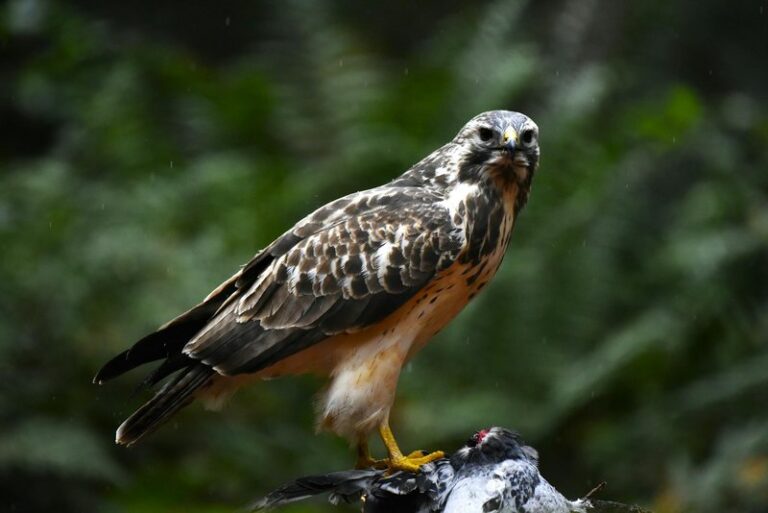 Examples of Birds of Prey: Hawks, Eagles, Owls, and More - 33Science