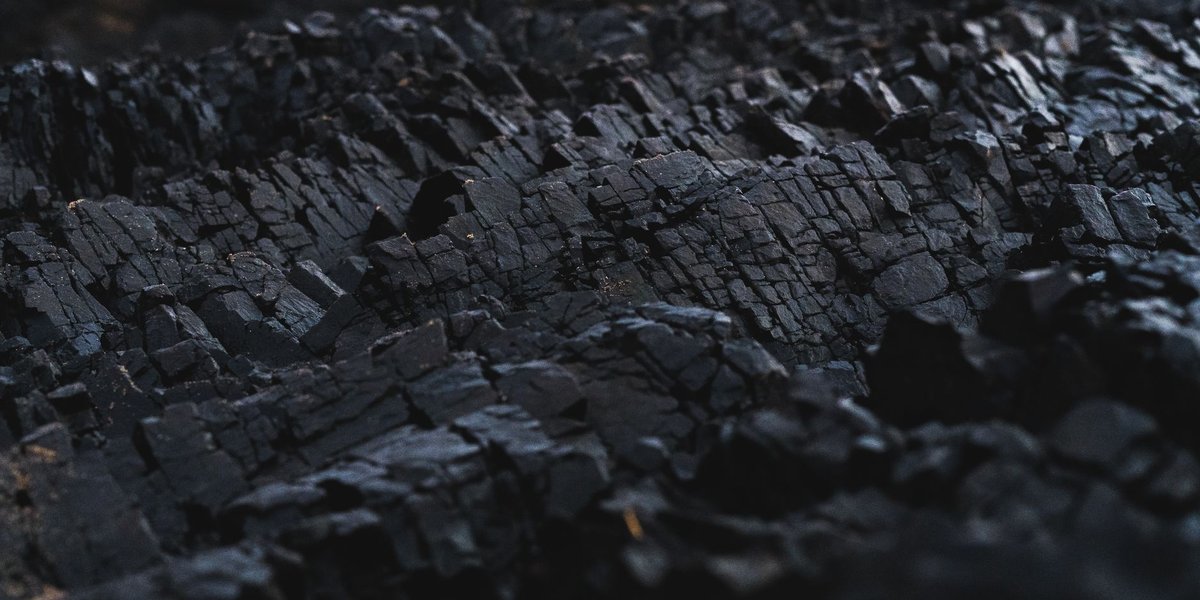 Organic Sedimentary Rocks Explained (With Examples) - 33Science