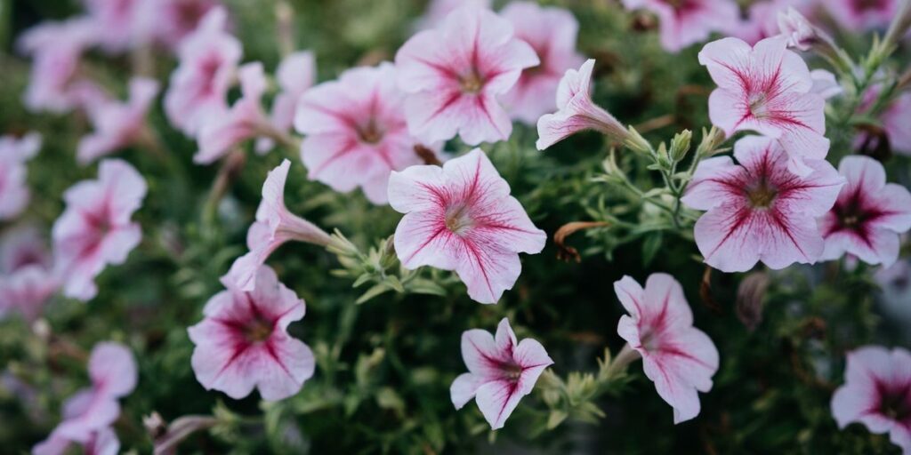 Examples of Angiosperms: Monocots, Dicots & More - 33Science