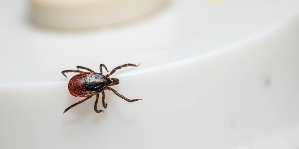 signs you have a parasite Archives - 33Science