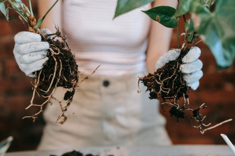 Types of Plant Roots, Explained With Real Examples - 33Science