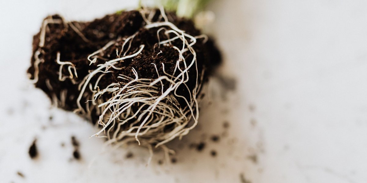 Types of Plant Roots, Explained With Real Examples - 33Science